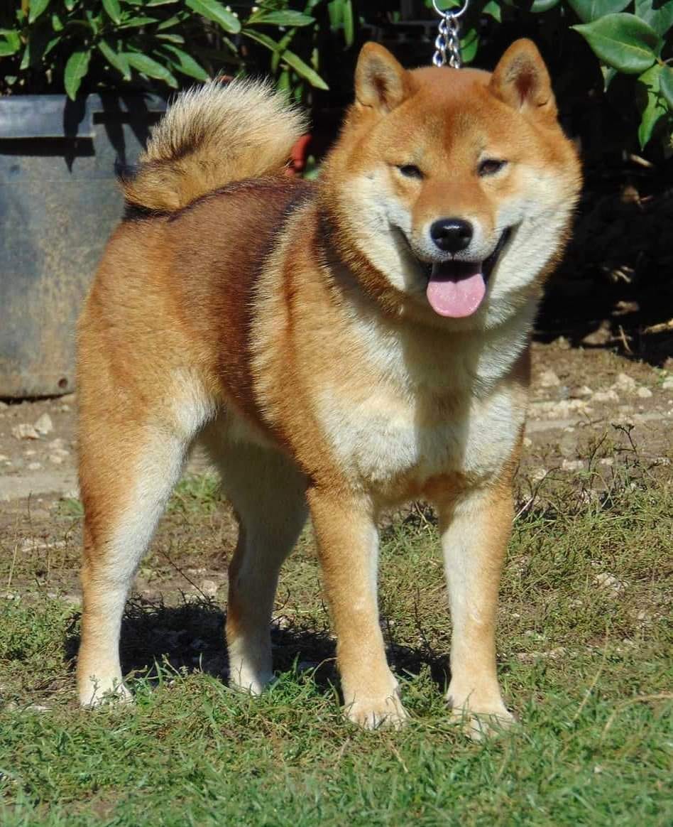 Hoshi Team Kennel – Shiba inuk tenyésztésével foglalkozunk